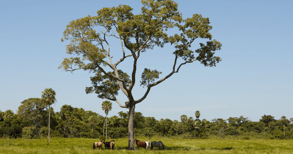 Caiman, Pantanal | A experiência mais completa do Pantanal